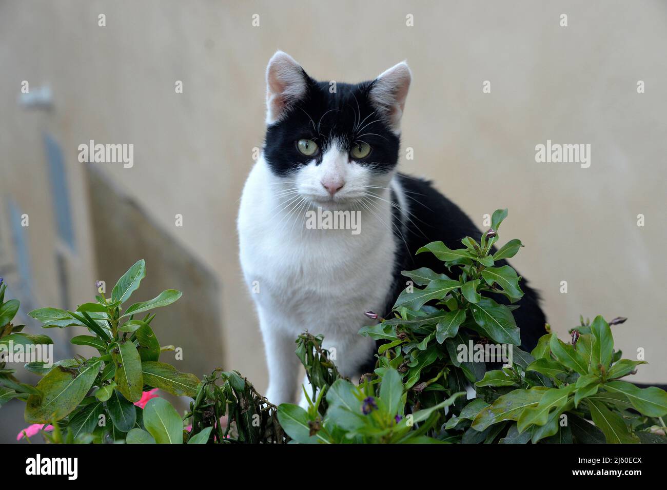 Nice images for general purpose Stock Photo - Alamy