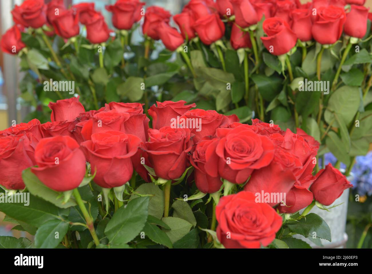 Nice images for general purpose Stock Photo - Alamy