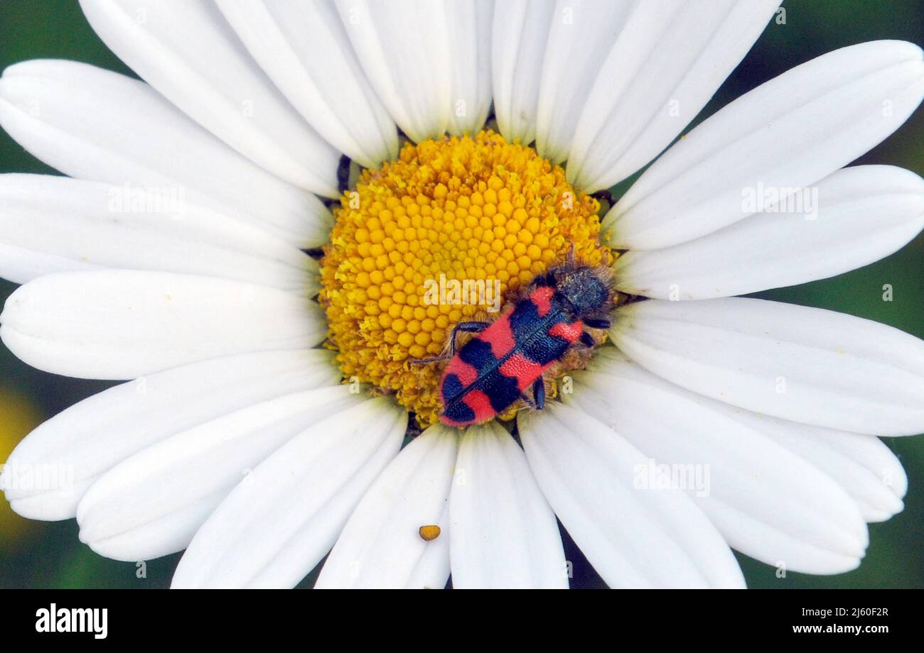 Nice images for general purpose Stock Photo - Alamy