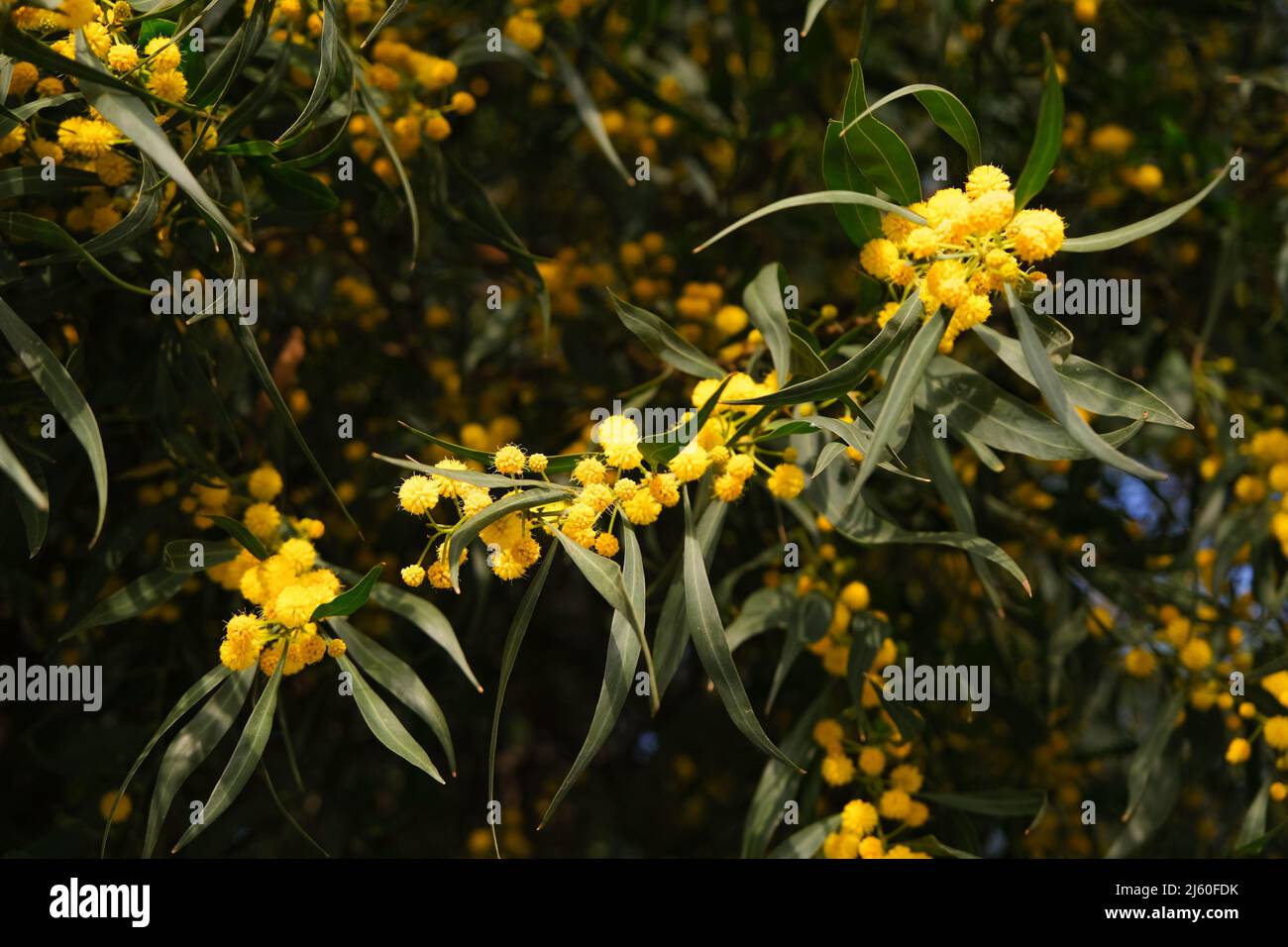 Beautiful yellow spring blossom of Acacia saligna Stock Photo - Alamy