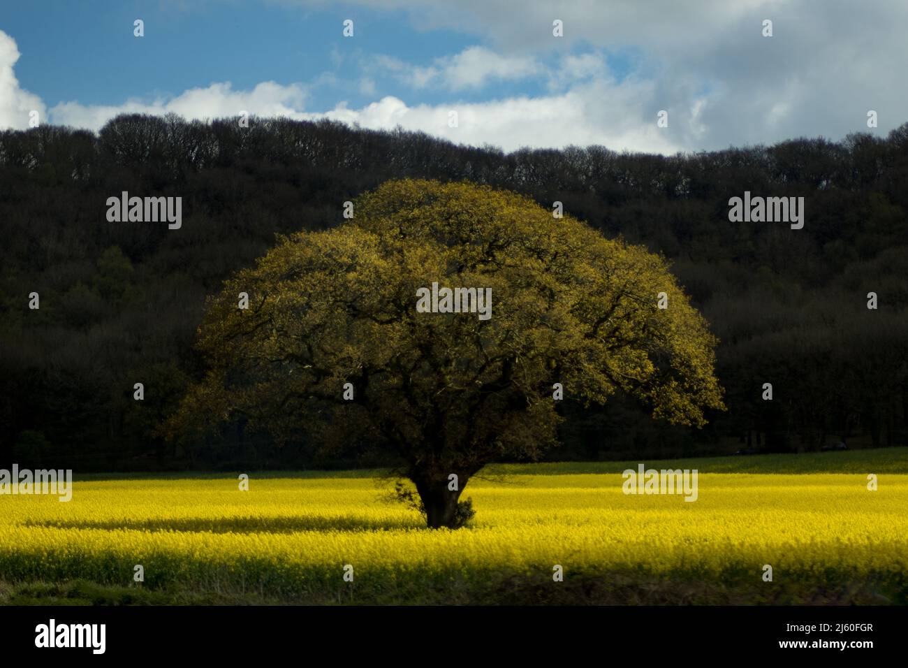 Tree in middle of a rapeseed crop field Stock Photo - Alamy