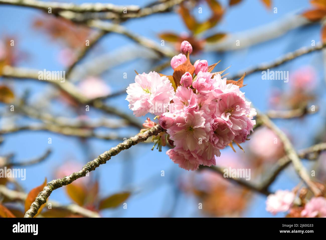 Cherry blossom flowers growing on a tree during a sunny spring day ...