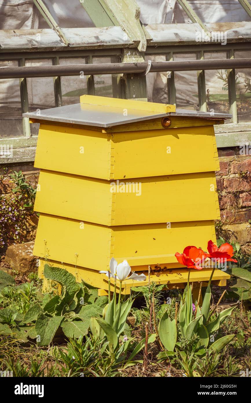 Beehive honey bees hi-res stock photography and images - Alamy