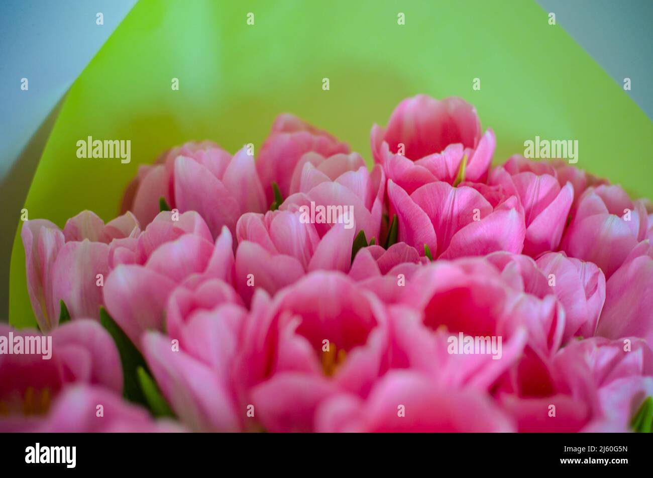 Tulips flowers bouquet with pink tulips in green paper Stock Photo - Alamy