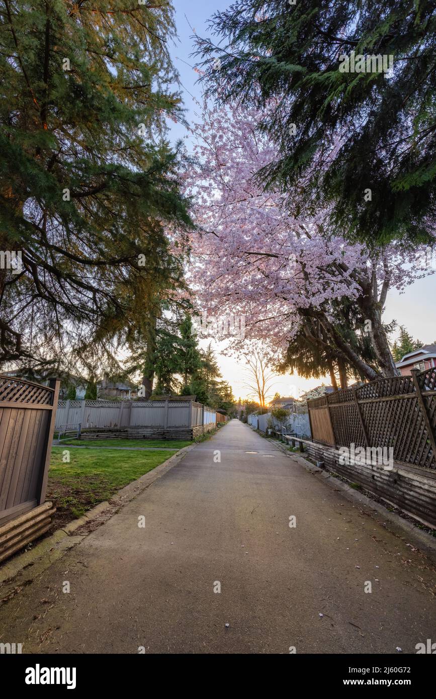 Alley in a residential neighborhood in the city suburbs. Cherry Blossom ...