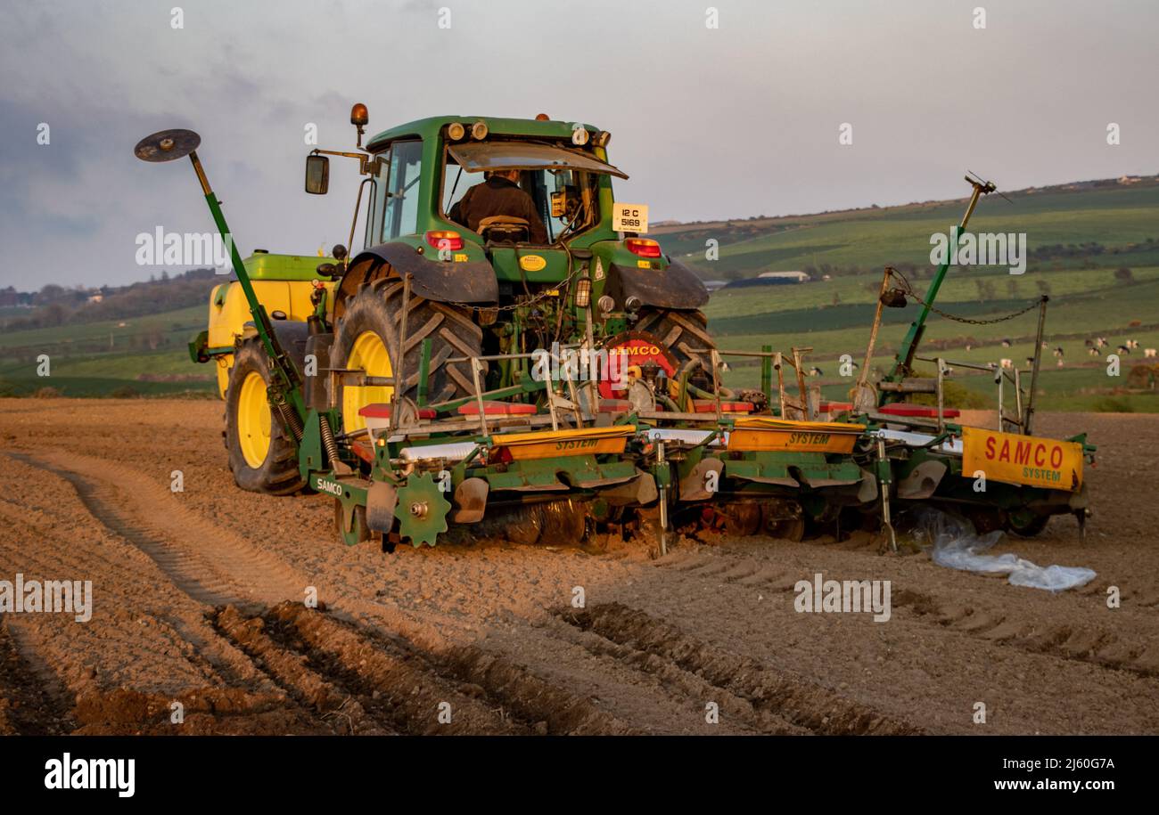 Sowing Maize @ School Cross, Lislevane, West Cork Stock Photo - Alamy