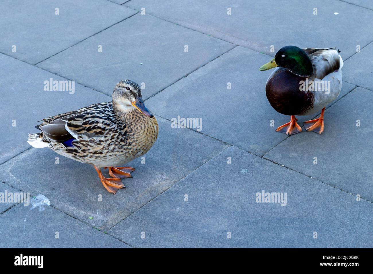 Ducks in the peak district hi-res stock photography and images - Alamy