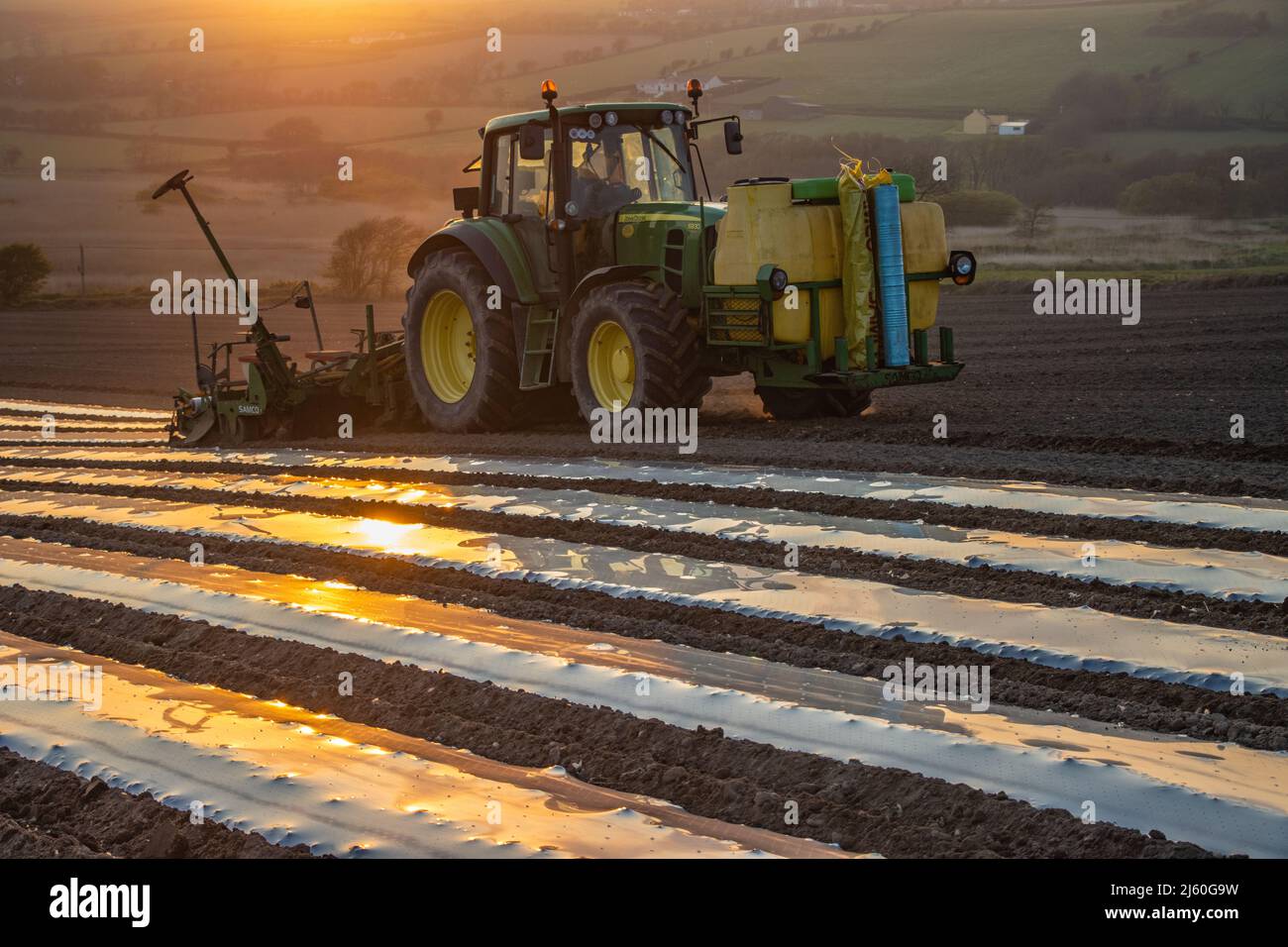 Sowing Maize @ School Cross, Lislevane, West Cork Stock Photo - Alamy