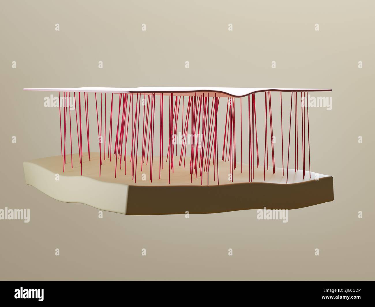 3d render of old and young skin, skin anatomy with collagen and ...