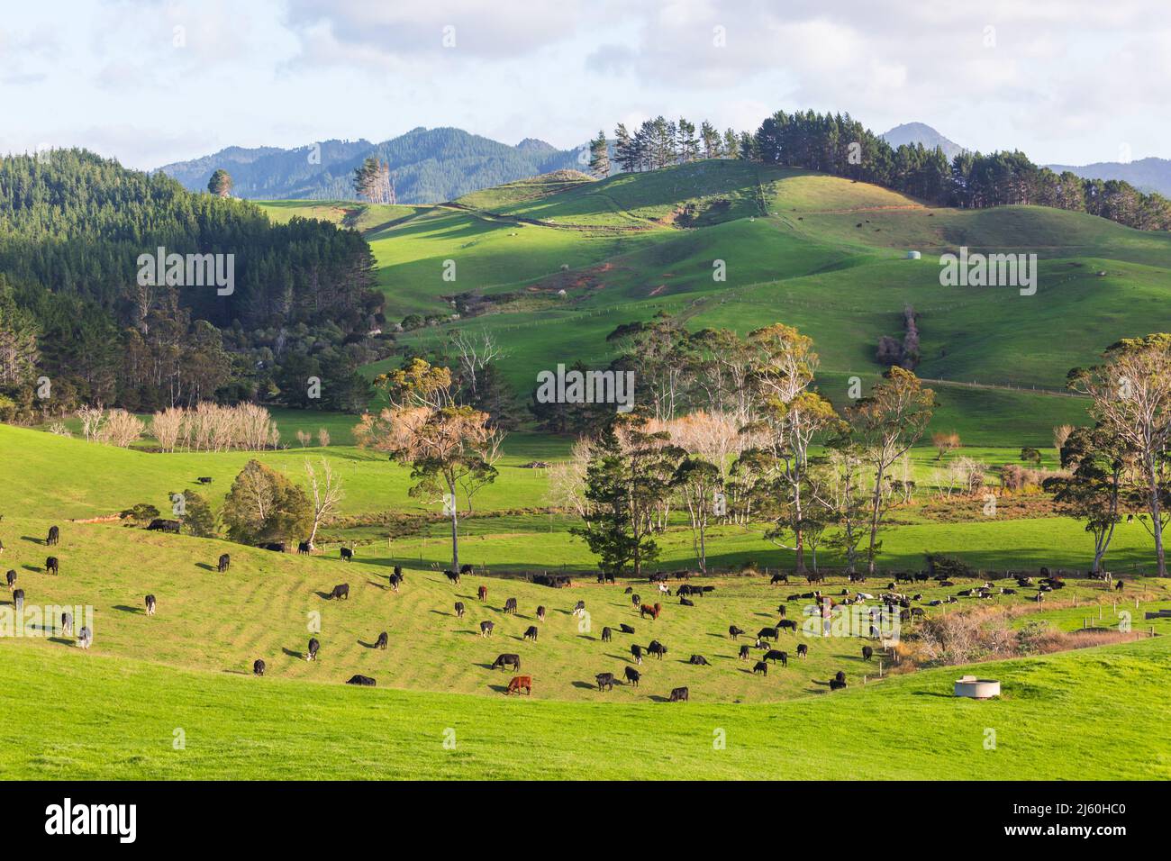 Beautiful rural landscape of the New Zealand at sunrise Stock Photo - Alamy