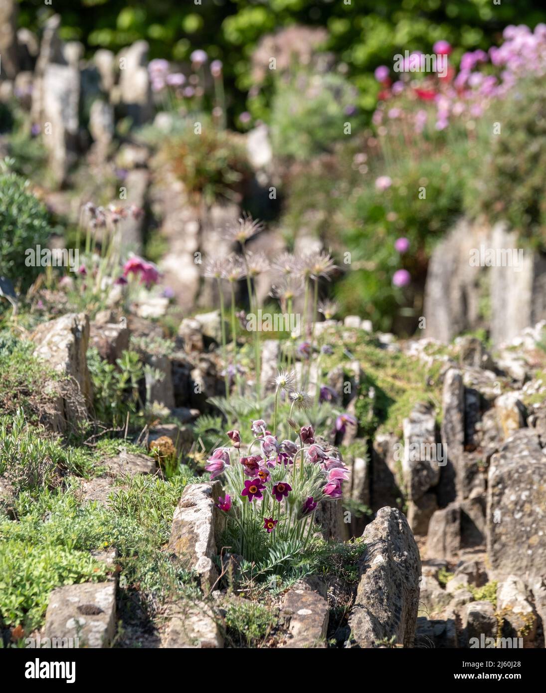Pulsatilla rubra, also known as red pasqueflower: clump forming alpine ...