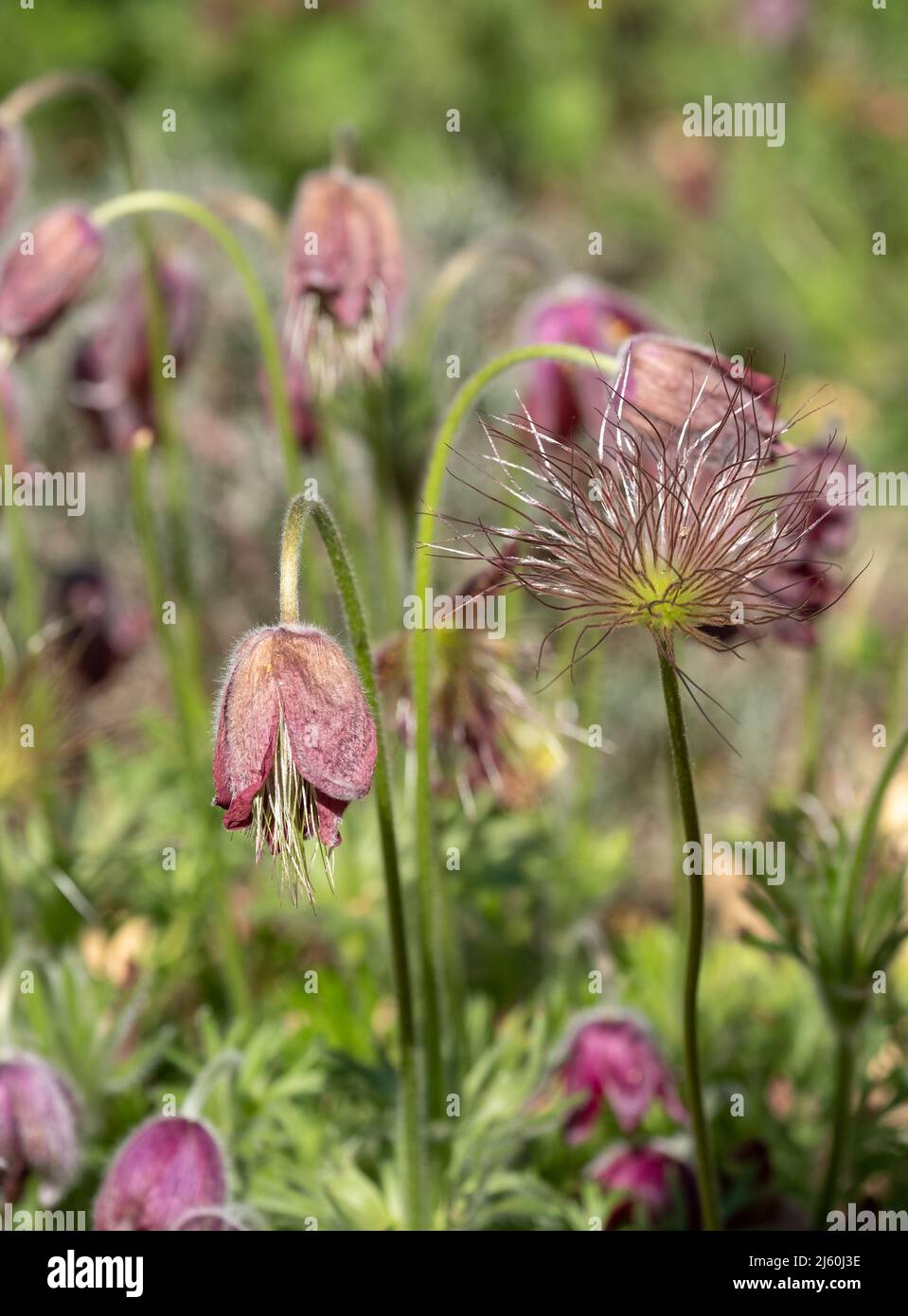 Pulsatilla rubra, also known as red pasqueflower: clump forming alpine ...
