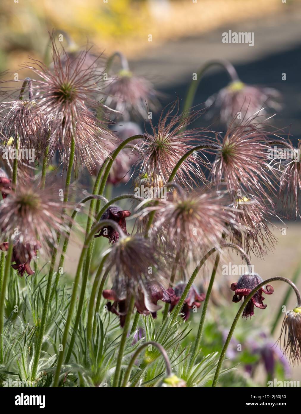 Pulsatilla rubra, also known as red pasqueflower: clump forming alpine ...