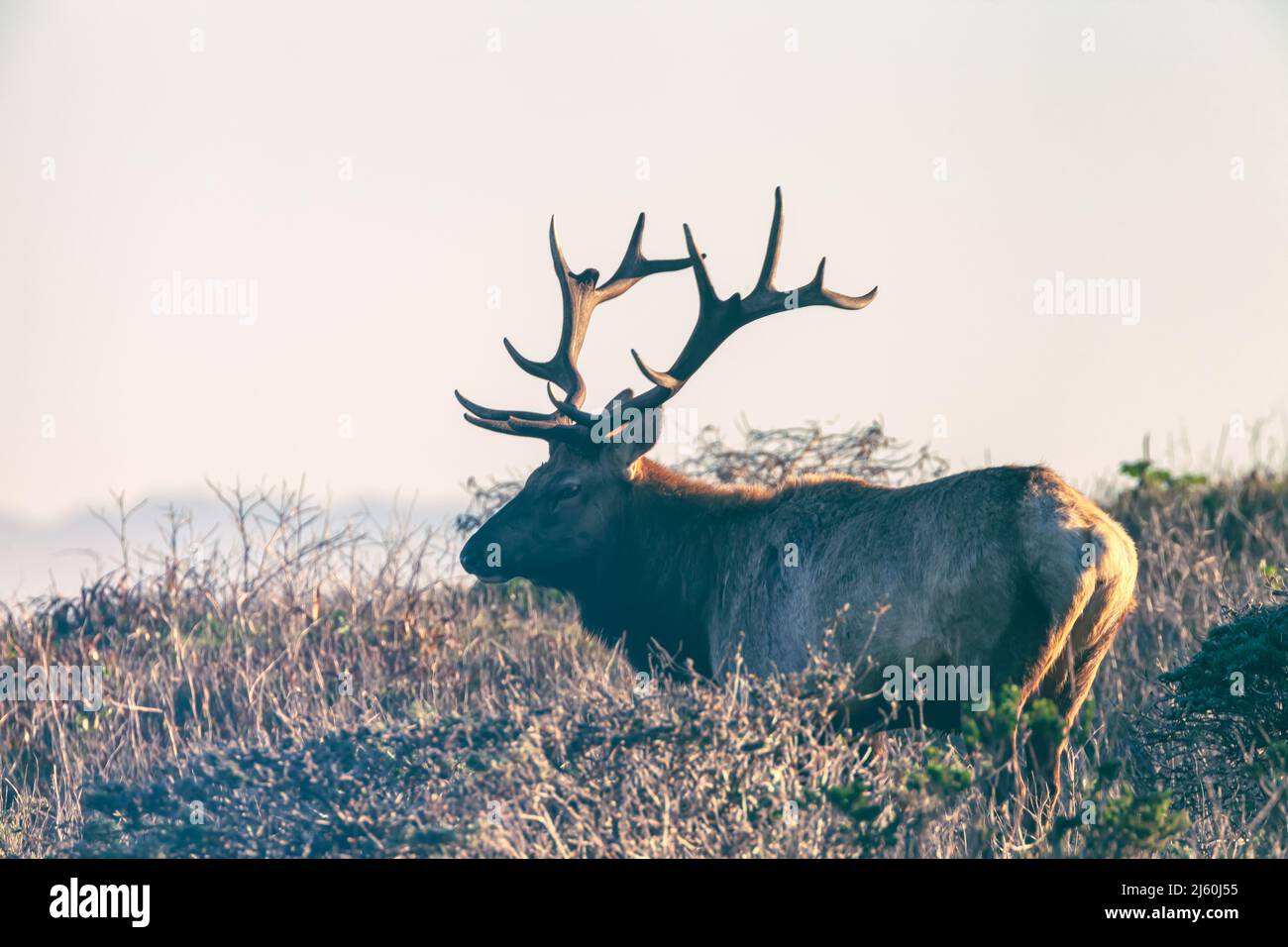 Tule elk bull Cervus canadensis nannodes at Tule Elks Reserve in Point ...