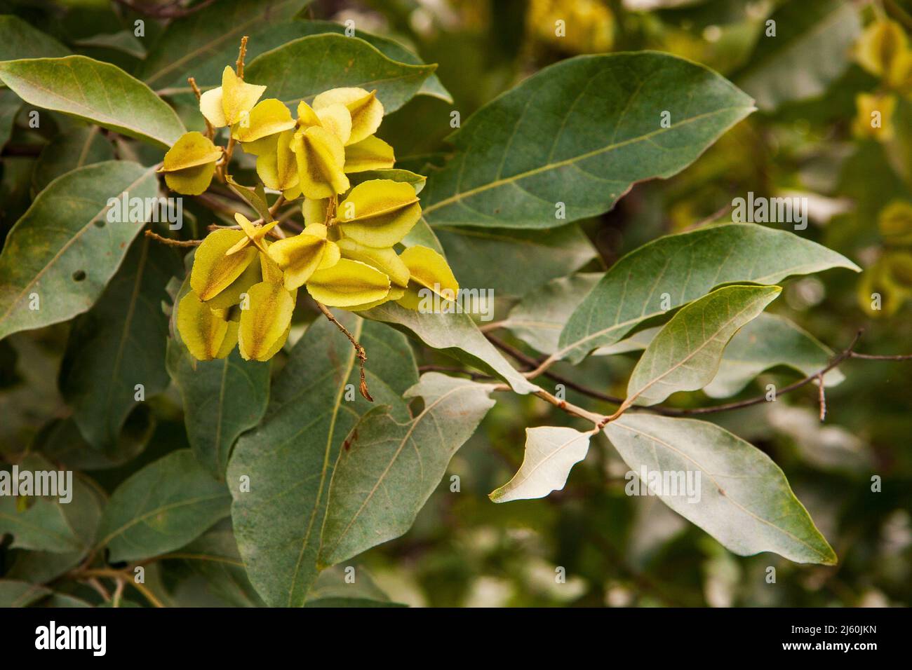 Leprosum hi-res stock photography and images - Alamy
