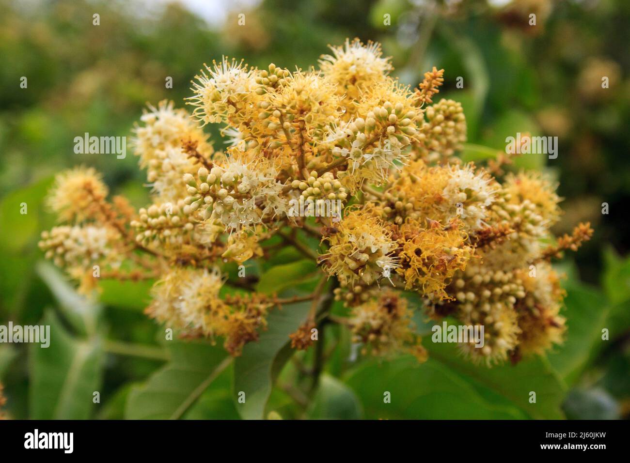 Combretum hi-res stock photography and images - Alamy