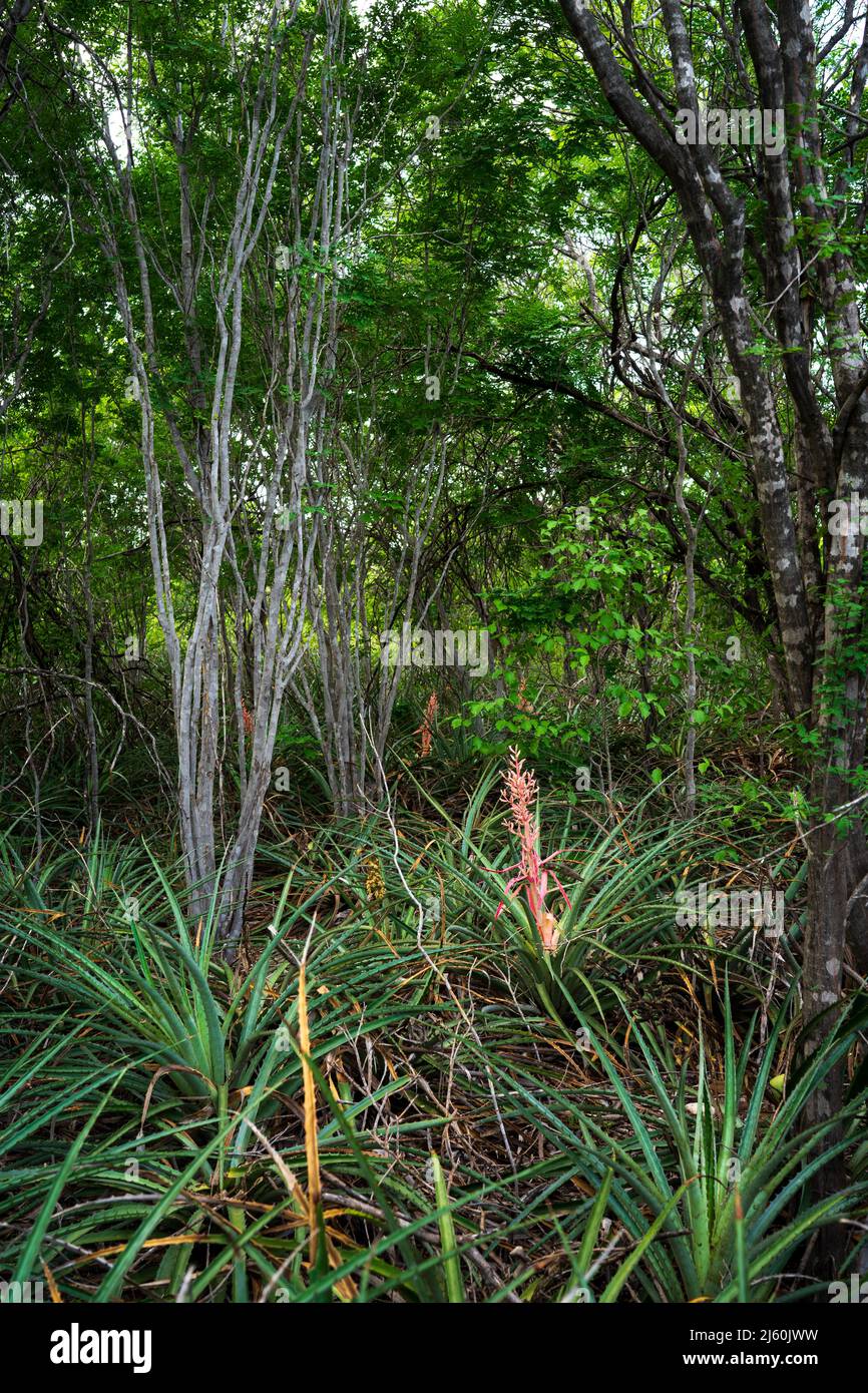Caatinga hi-res stock photography and images - Alamy