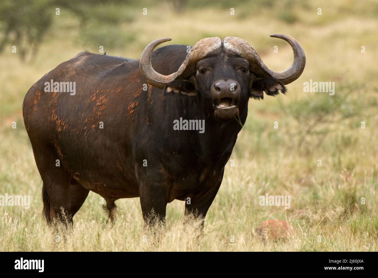 African buffalo habitat hi-res stock photography and images - Alamy