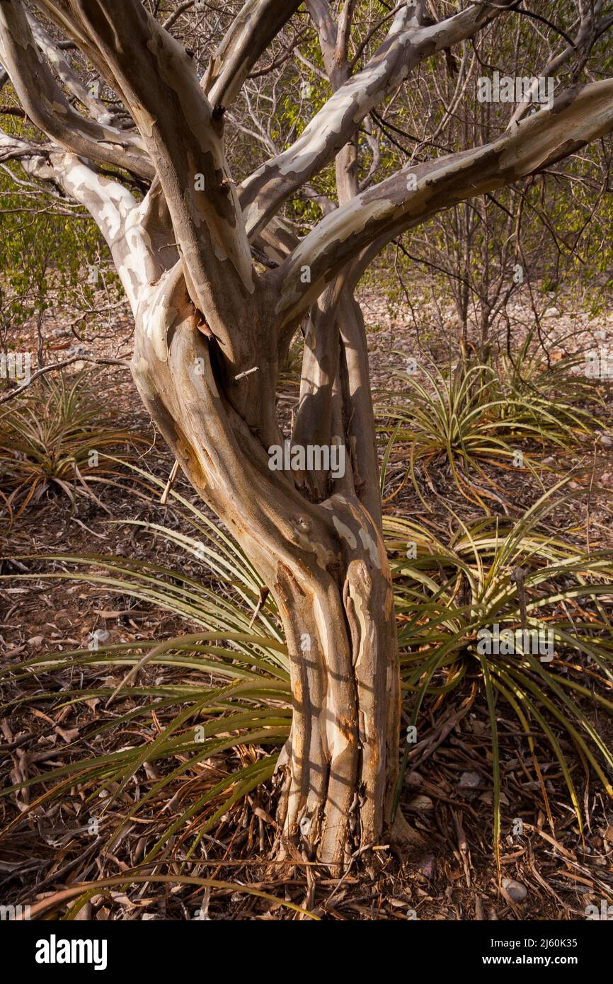 jucá tree trunk in caatinga with bromeliad known as macambira Stock ...