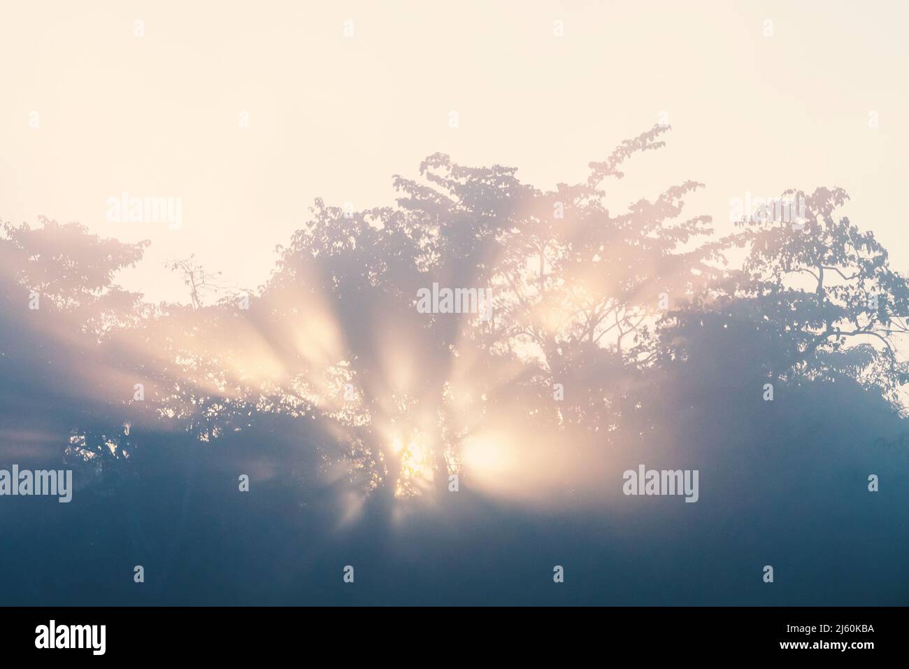 Jungle sunlight hi-res stock photography and images - Alamy