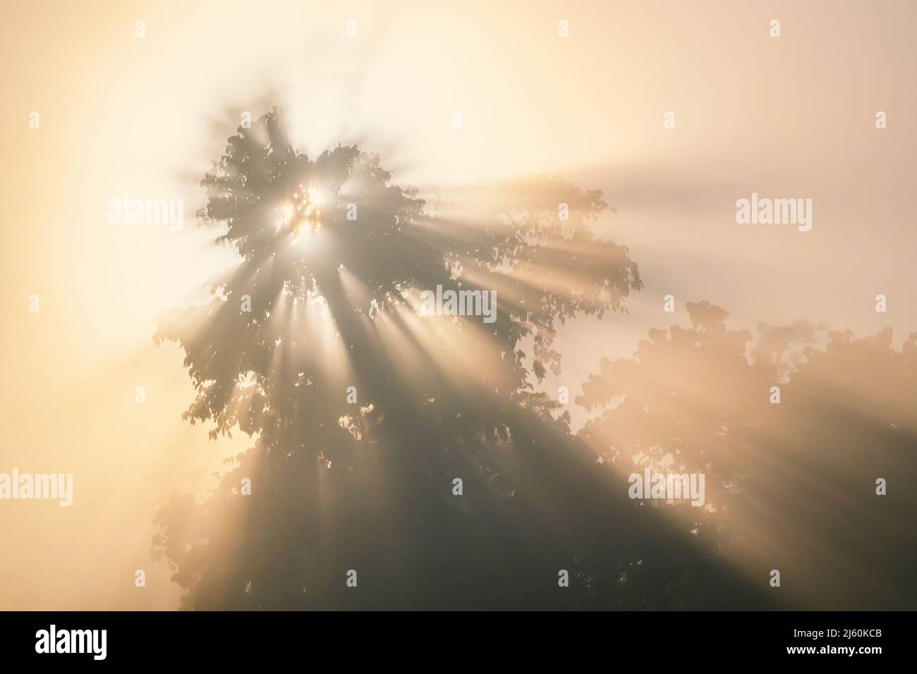 Jungle sunlight hi-res stock photography and images - Alamy