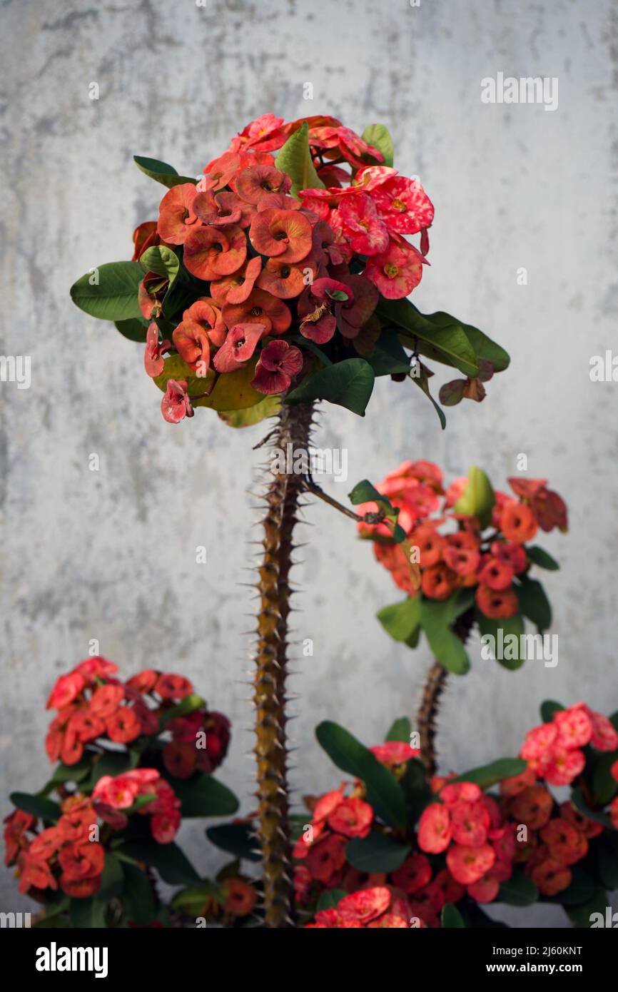 Strange flower hi-res stock photography and images - Alamy