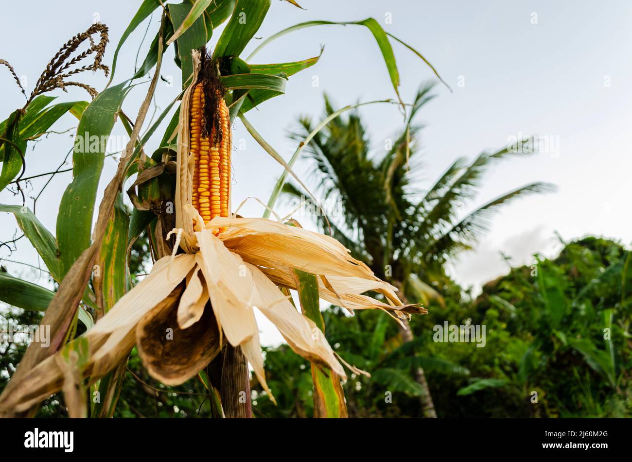 A dry corn that is attached to its tree is partially stripped of it ...