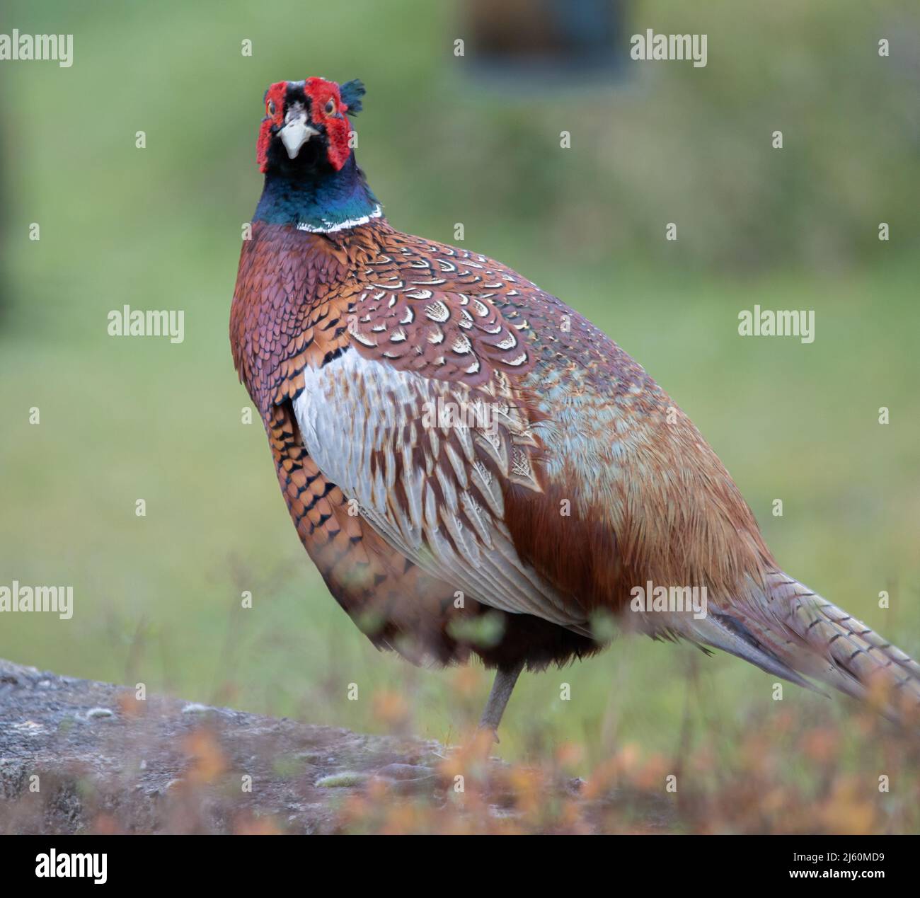 The Lake District in Cumbria provides some of the most beautiful Birds ...