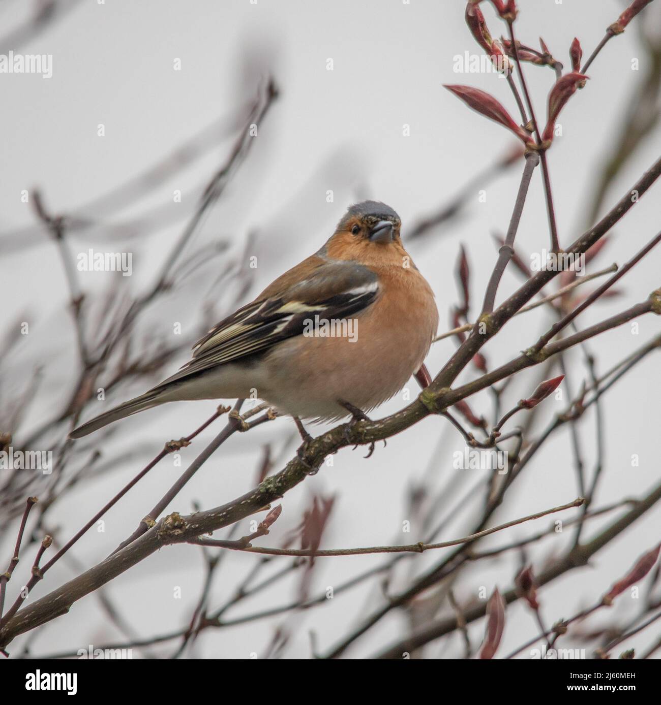 The Lake District in Cumbria provides some of the most beautiful Birds ...