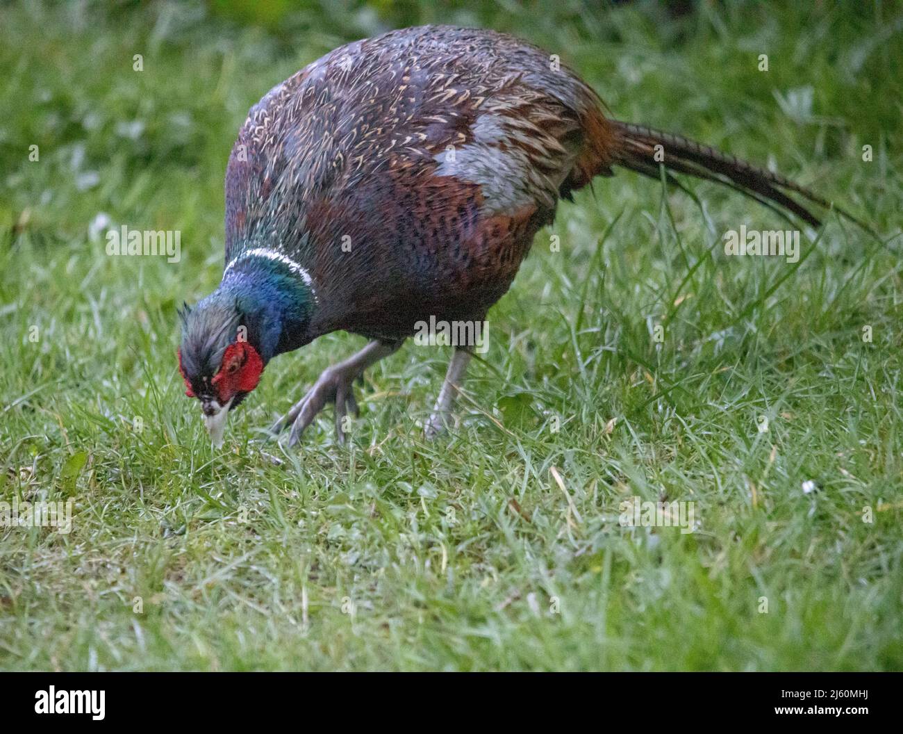 The Lake District in Cumbria provides some of the most beautiful Birds ...