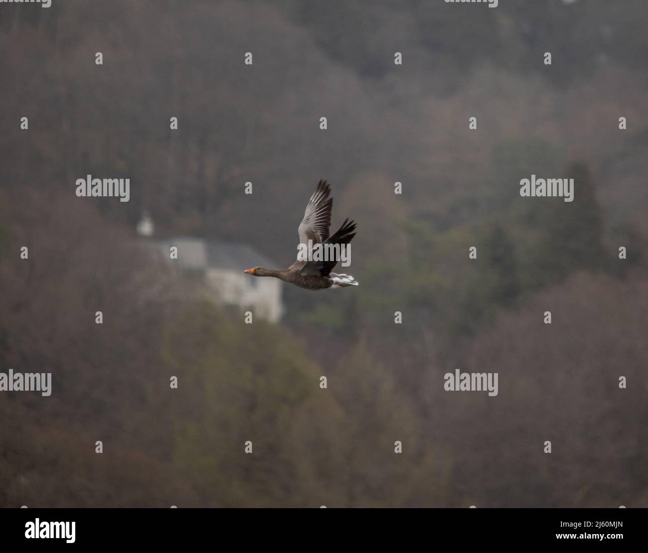 The Lake District in Cumbria provides some of the most beautiful Birds ...