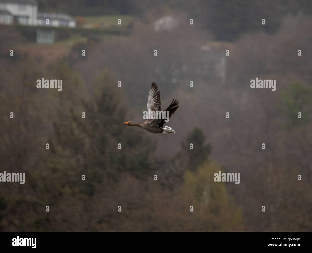 The Lake District in Cumbria provides some of the most beautiful Birds ...