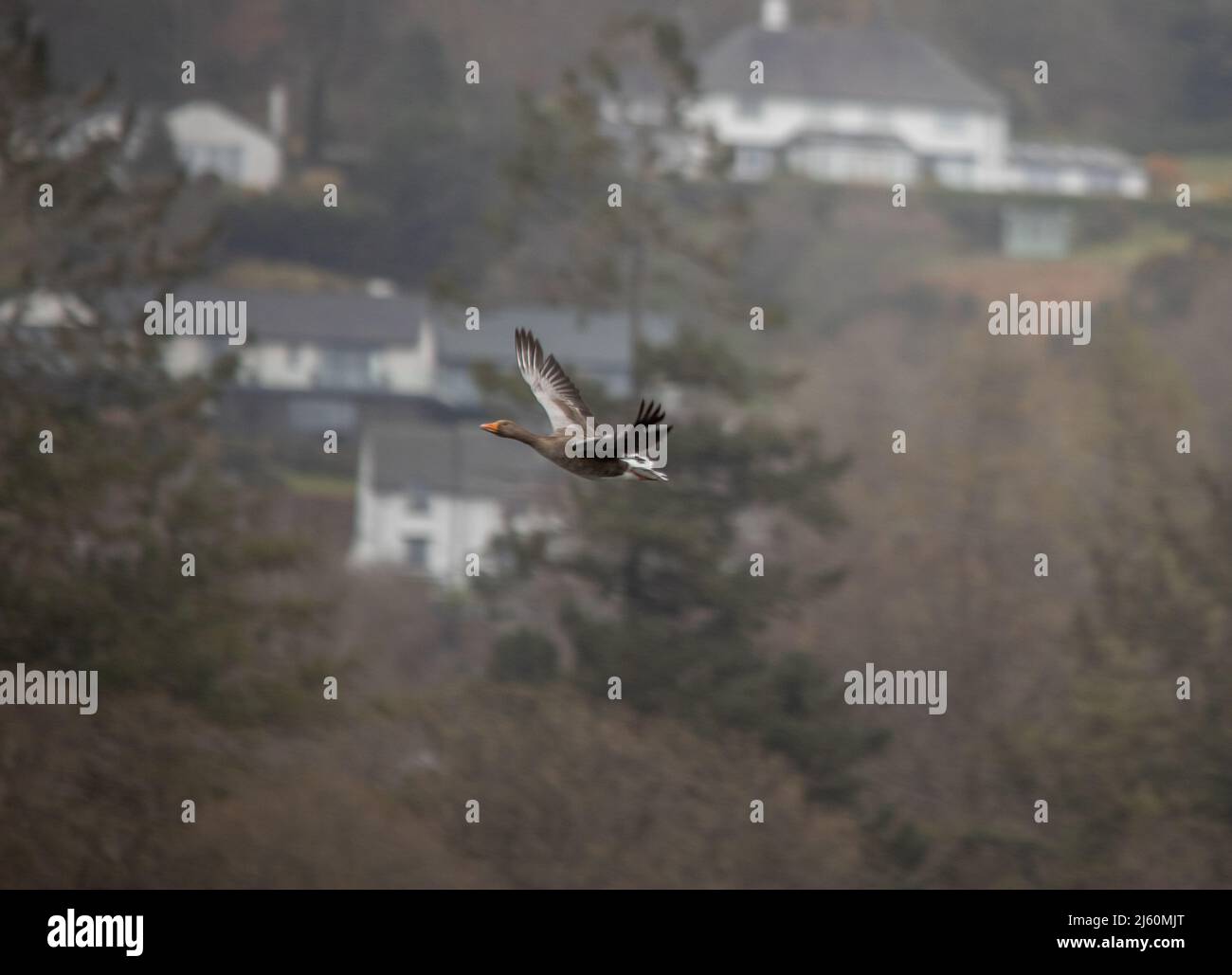 The Lake District in Cumbria provides some of the most beautiful Birds ...