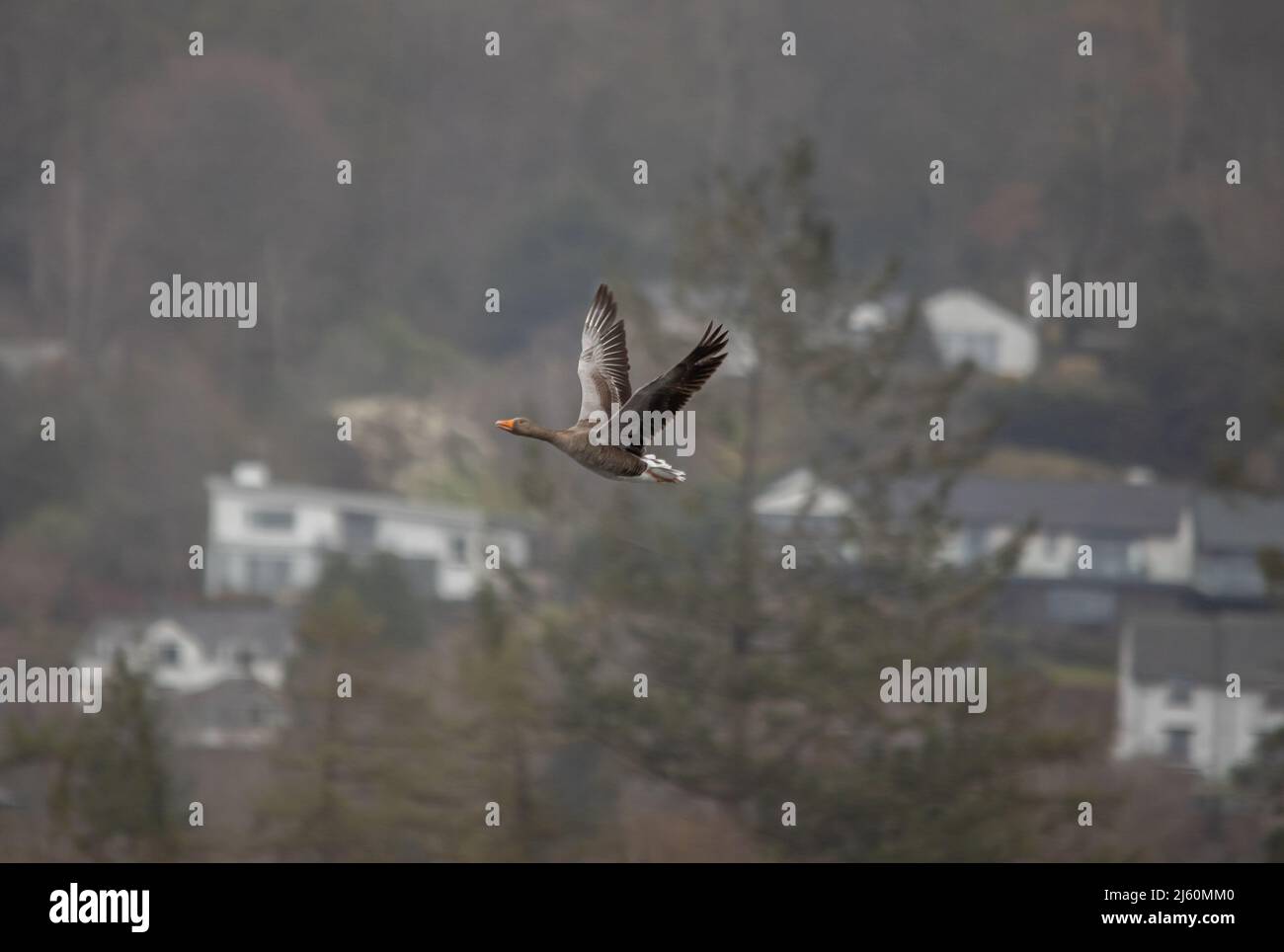 The Lake District in Cumbria provides some of the most beautiful Birds ...