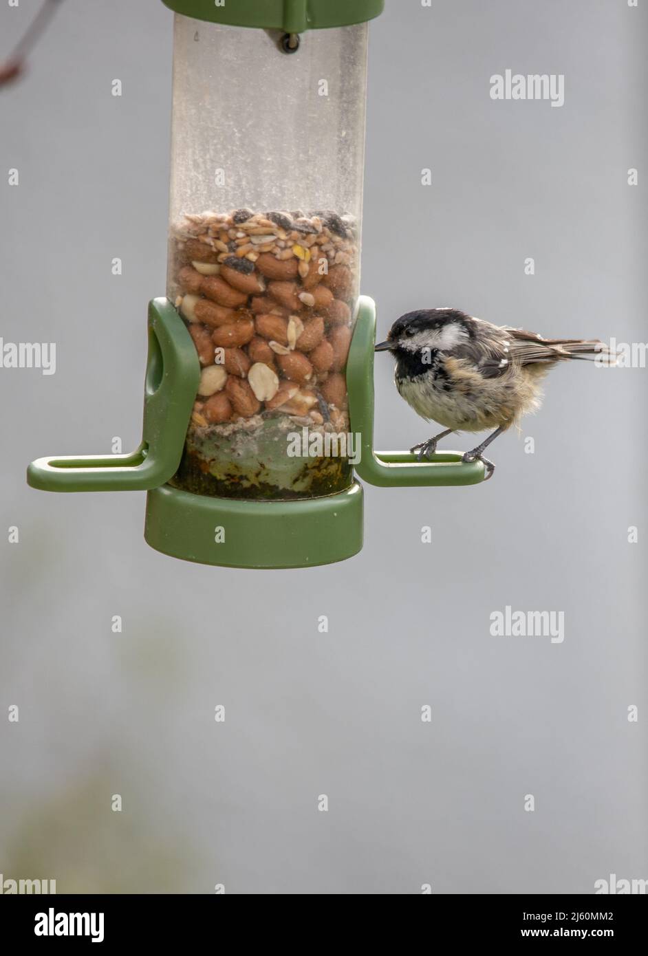 The Lake District in Cumbria provides some of the most beautiful Birds ...