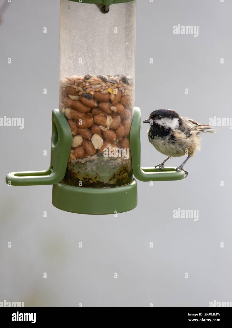 The Lake District in Cumbria provides some of the most beautiful Birds ...