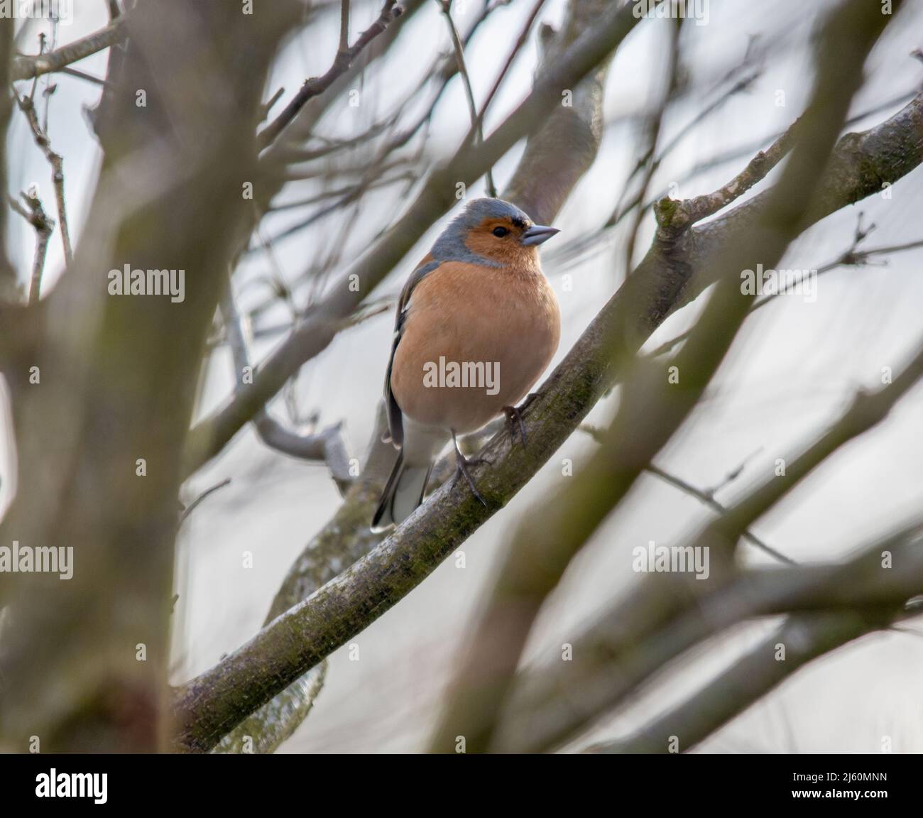 The Lake District in Cumbria provides some of the most beautiful Birds ...