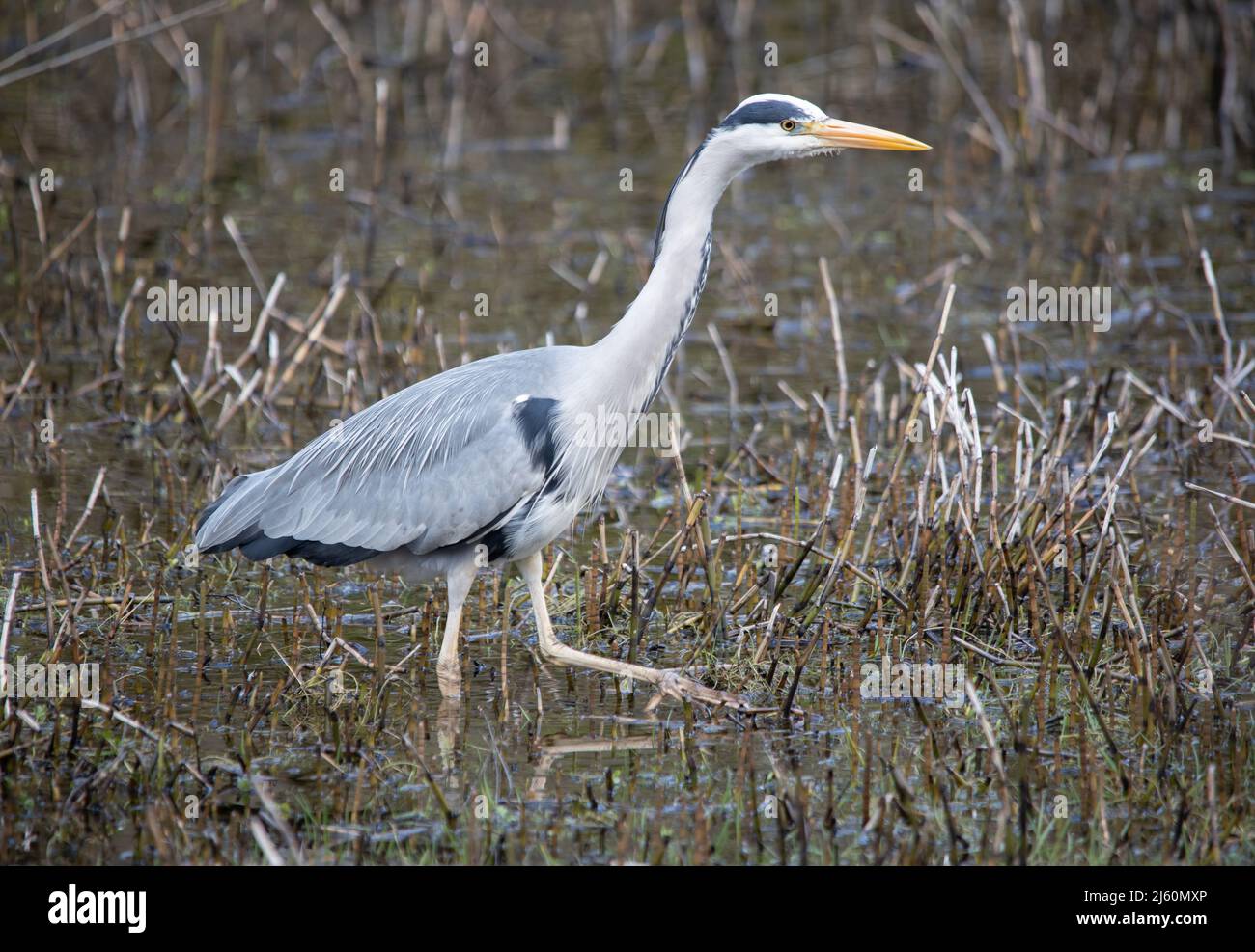 The Lake District in Cumbria provides some of the most beautiful Birds ...