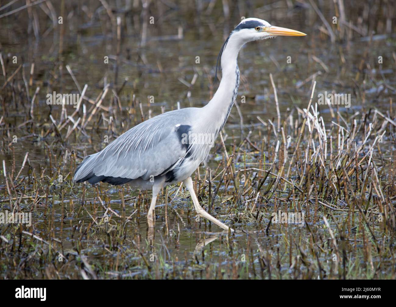 The Lake District in Cumbria provides some of the most beautiful Birds ...