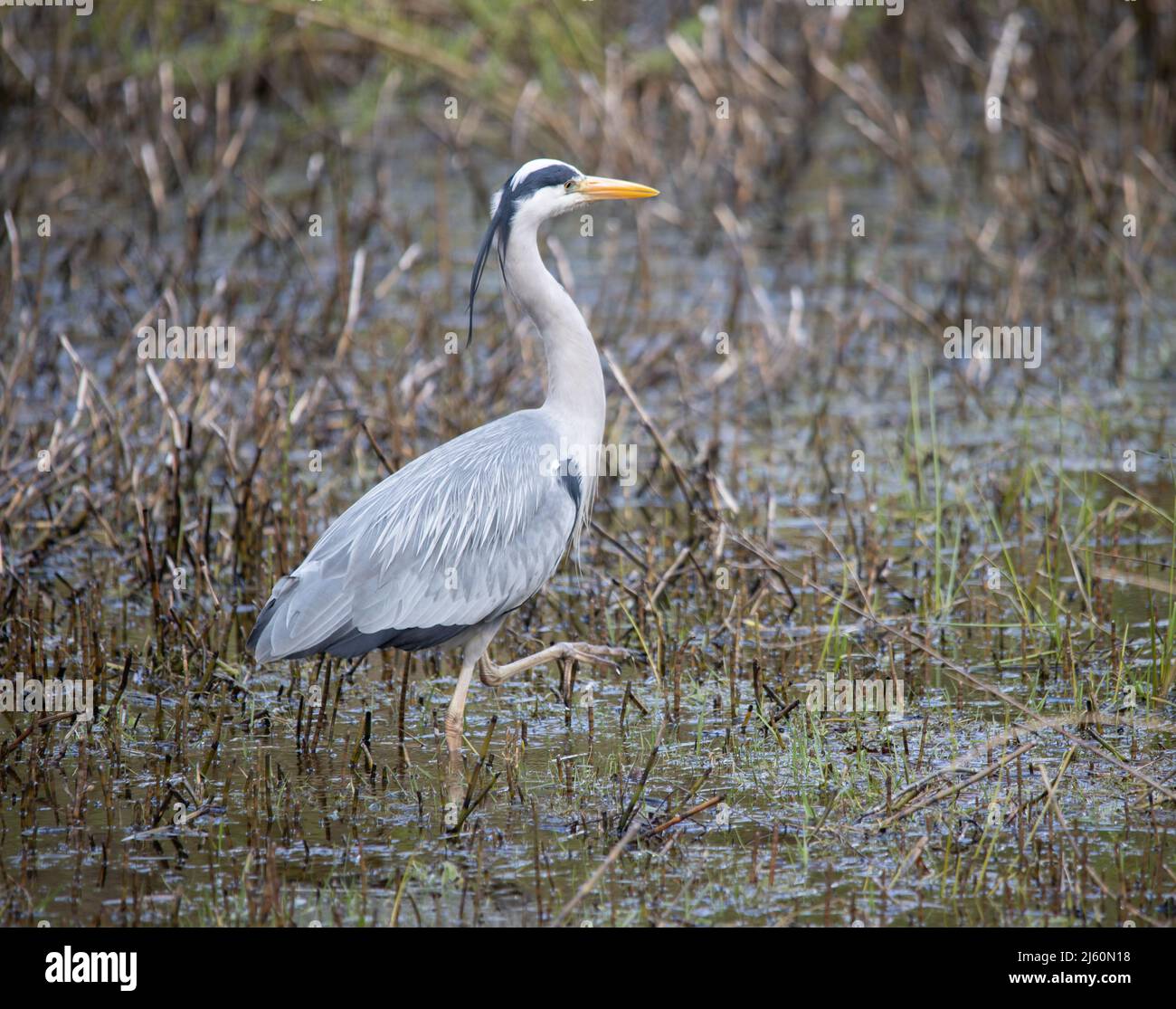 The Lake District in Cumbria provides some of the most beautiful Birds ...