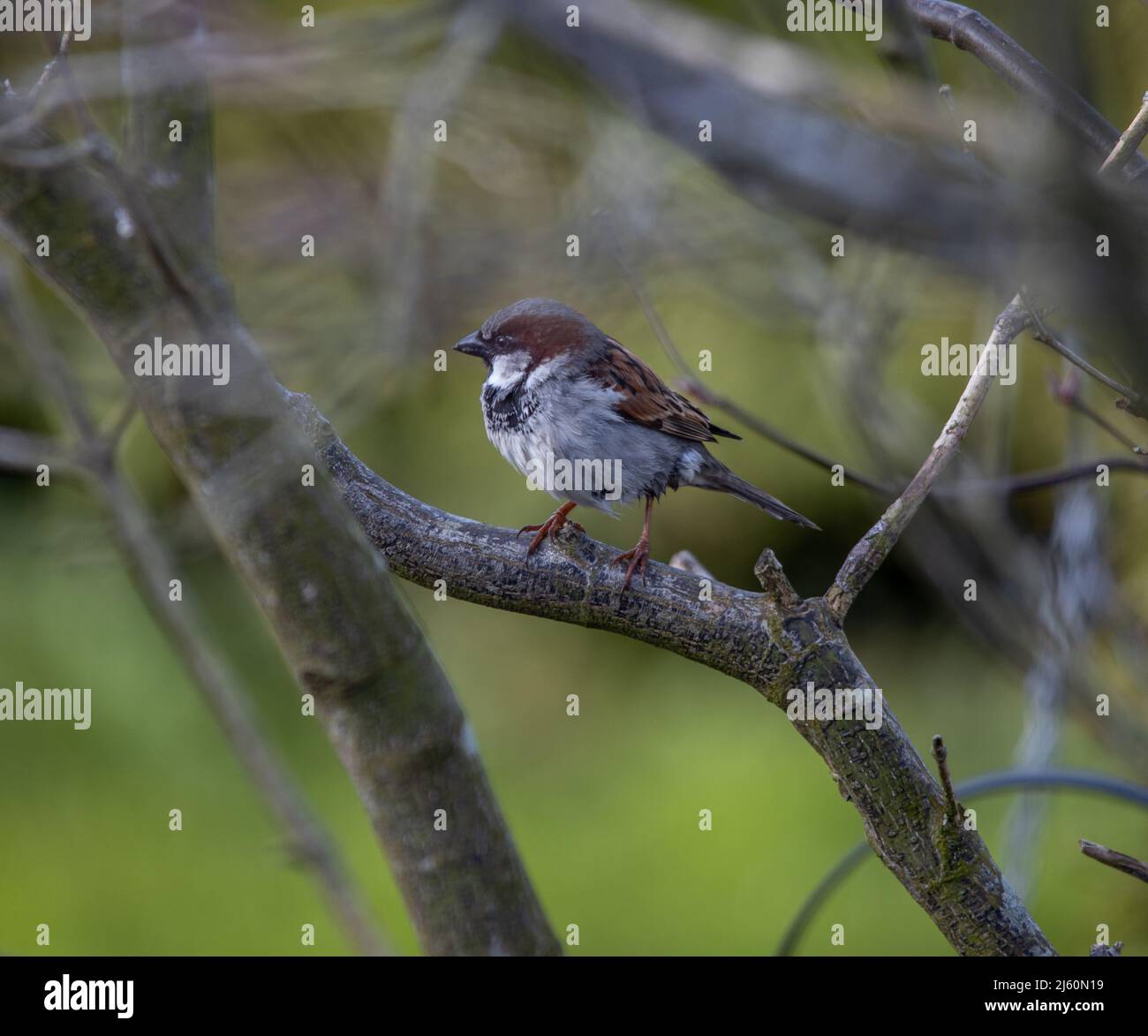 The Lake District in Cumbria provides some of the most beautiful Birds ...