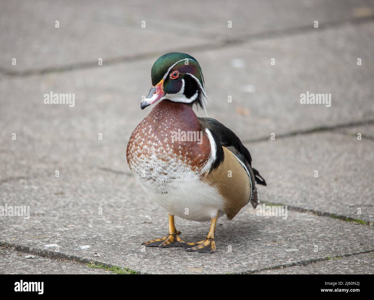 The Lake District in Cumbria provides some of the most beautiful Birds ...