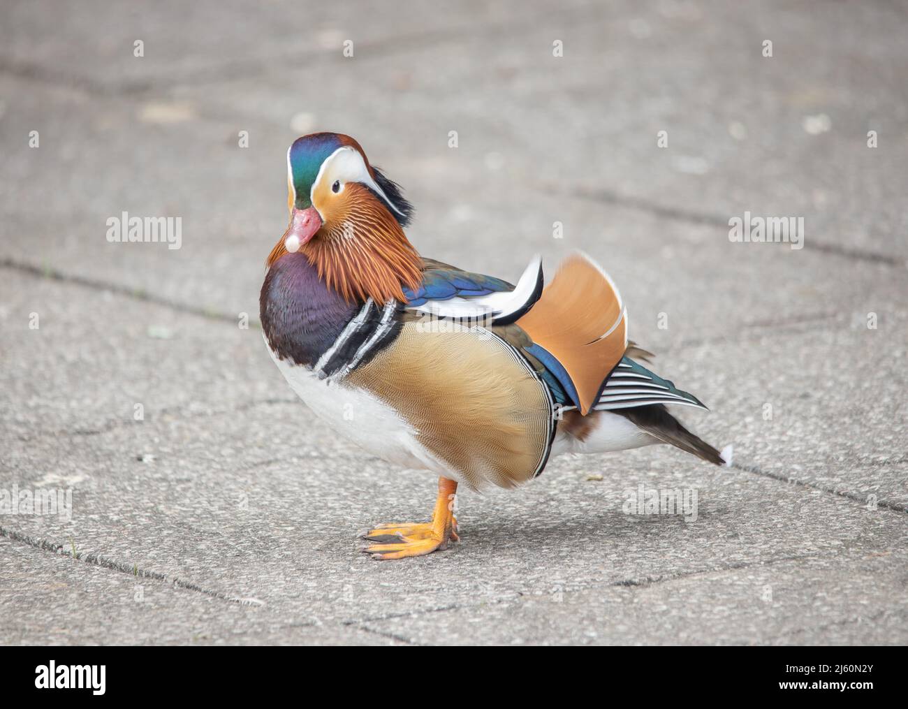 The Lake District in Cumbria provides some of the most beautiful Birds ...