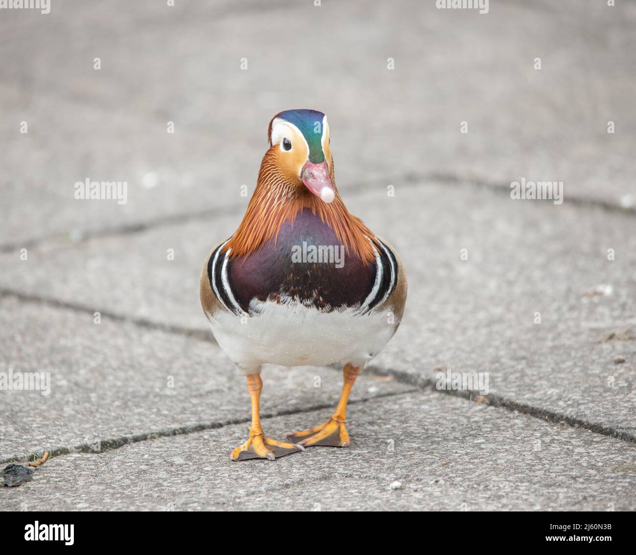The Lake District in Cumbria provides some of the most beautiful Birds ...