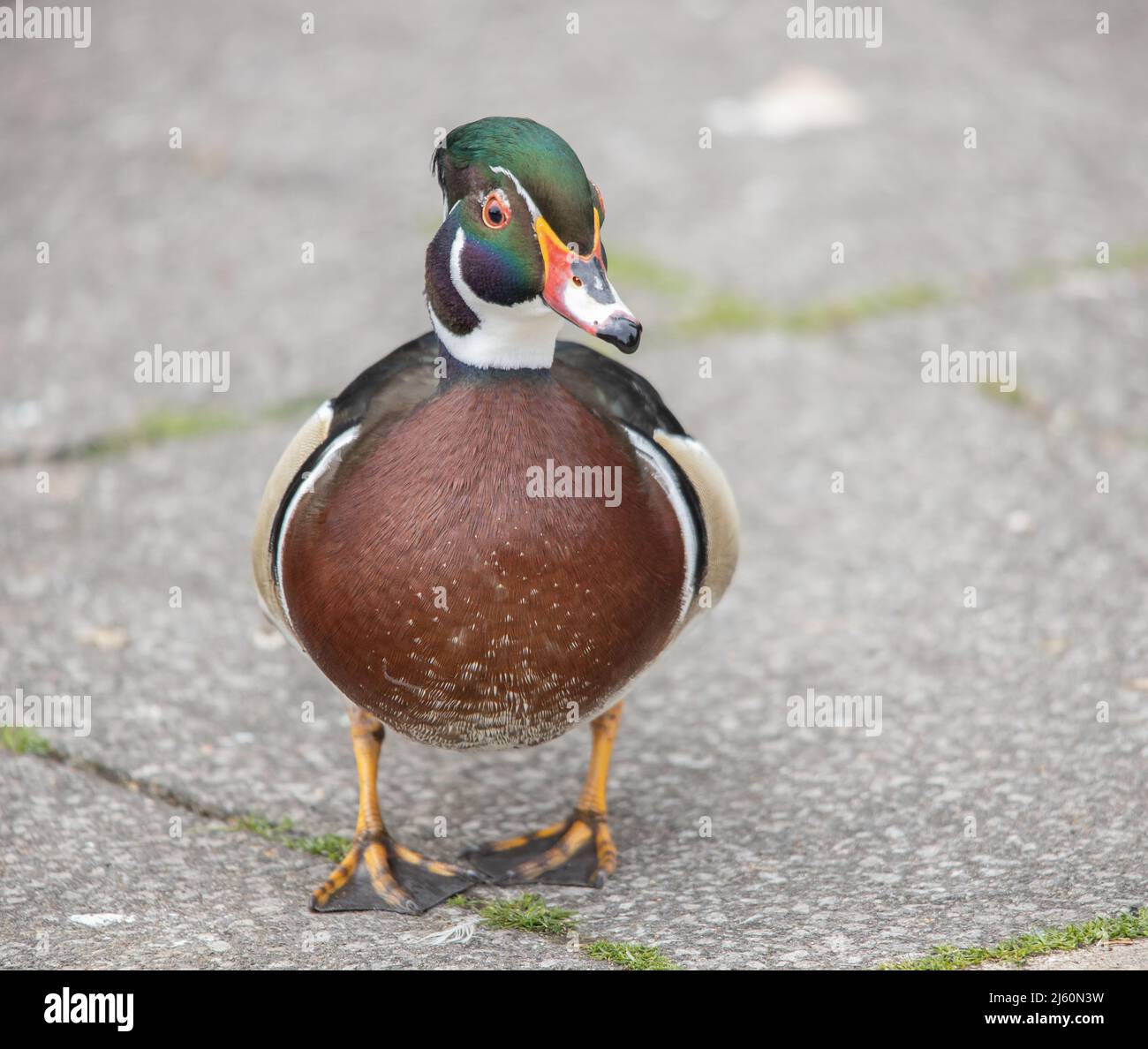 The Lake District in Cumbria provides some of the most beautiful Birds ...