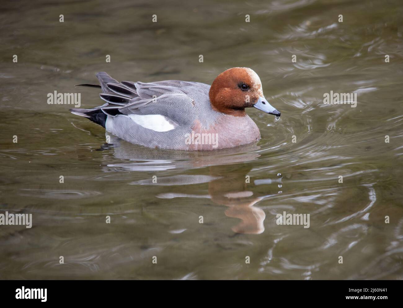The Lake District in Cumbria provides some of the most beautiful Birds ...