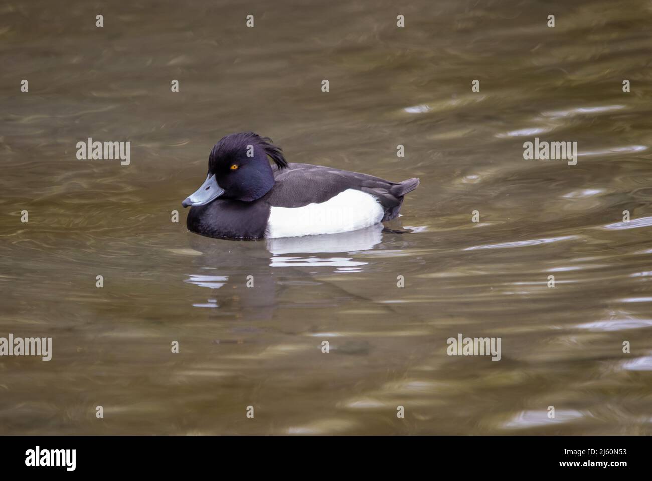 The Lake District in Cumbria provides some of the most beautiful Birds ...