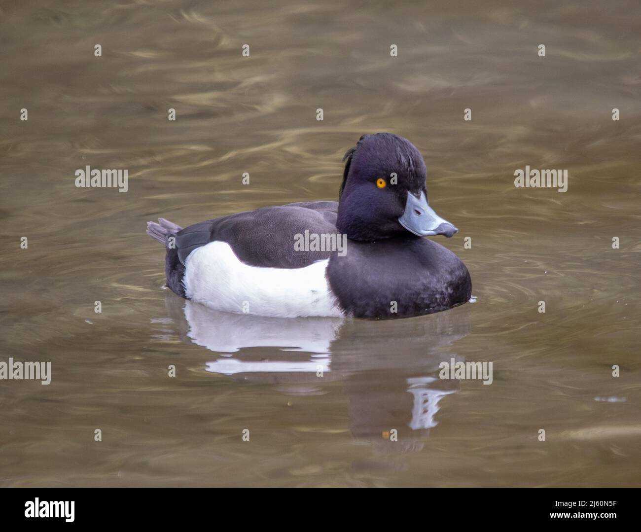 The Lake District in Cumbria provides some of the most beautiful Birds ...