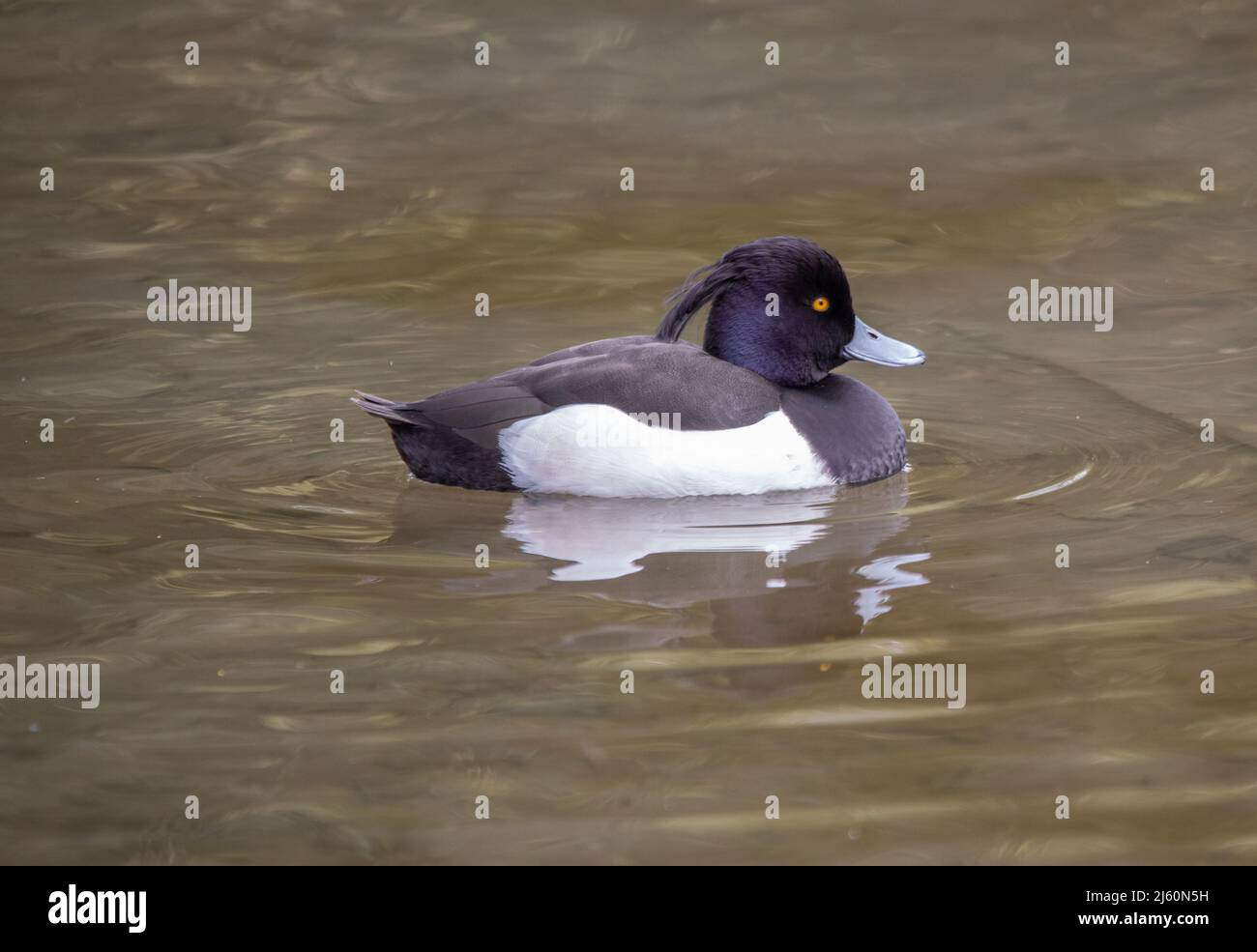 The Lake District in Cumbria provides some of the most beautiful Birds ...