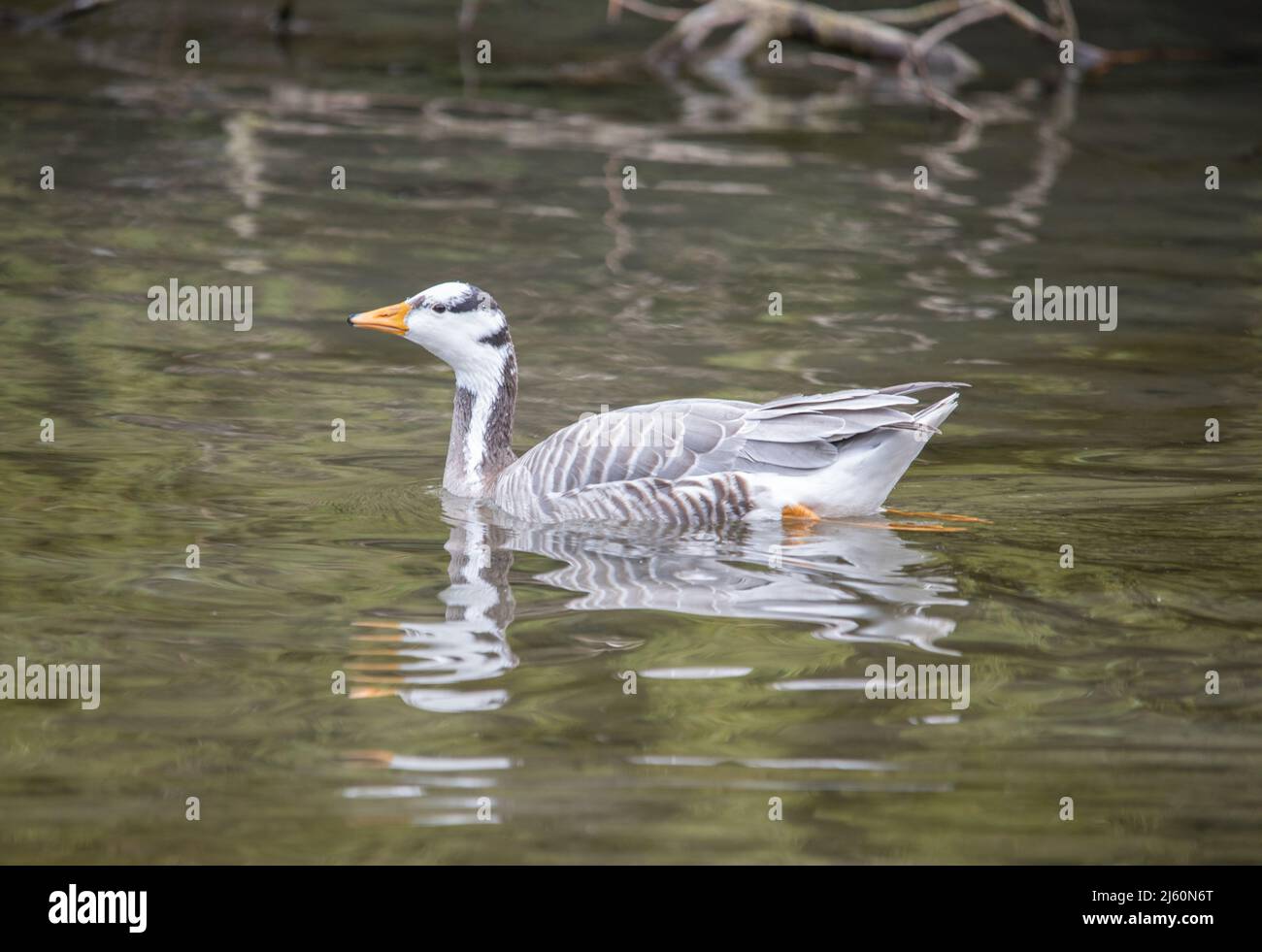 The Lake District in Cumbria provides some of the most beautiful Birds ...